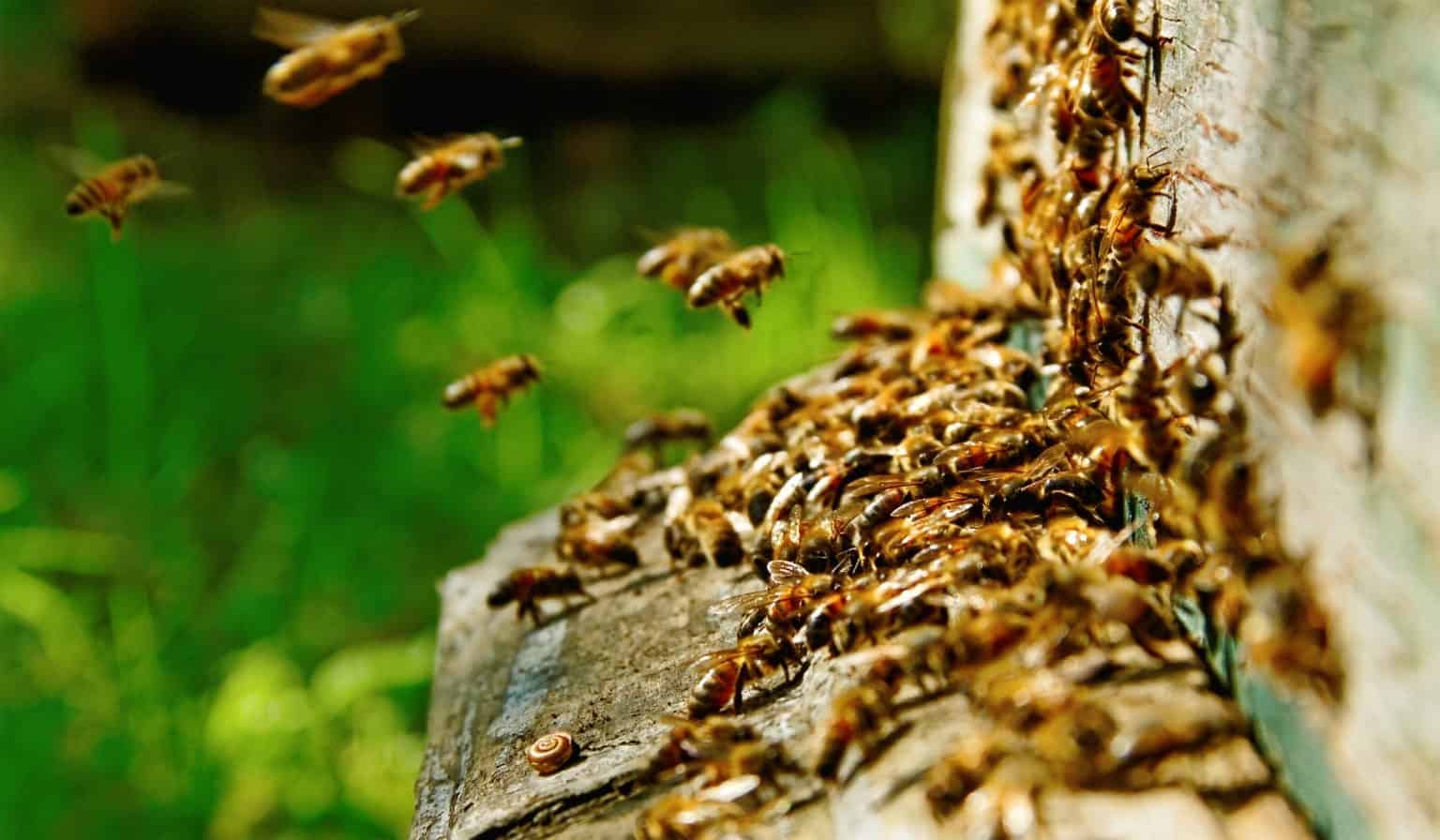 Is There a Best Direction To Face a Beehive? Does It Really Matter ...