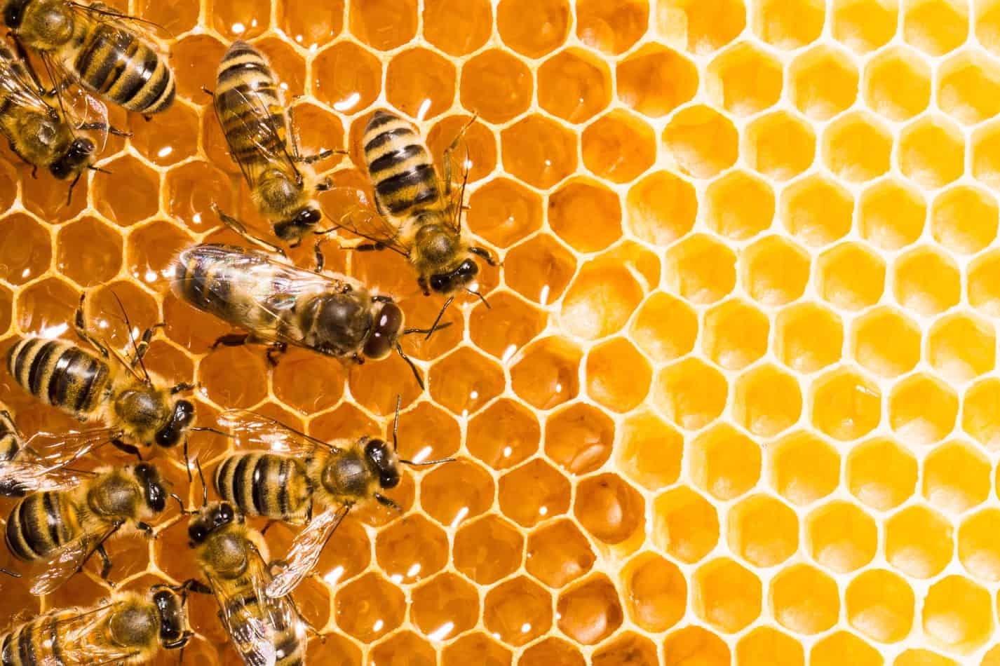 How Long Does It Take For A New Beehive To Produce Honey? - Bee Keeper ...
