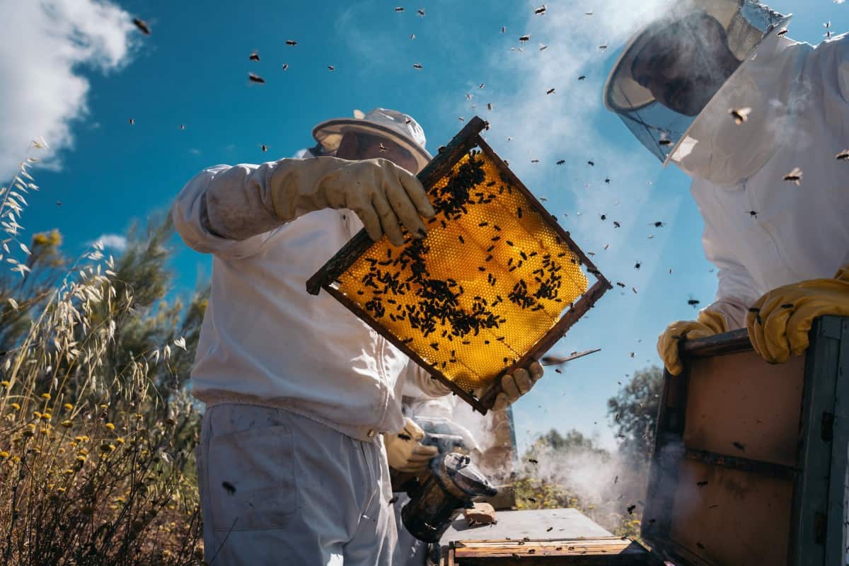 How hard is it to start beekeeping? How much work is it? - Bee Keeper ...