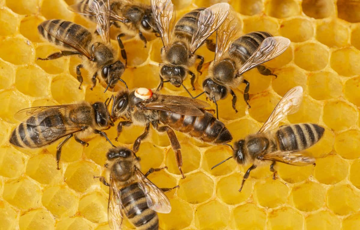 How hard is it to start beekeeping? How much work is it? - Bee Keeper ...