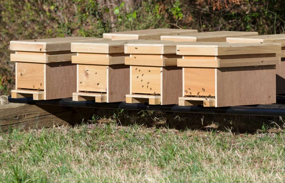 How Much Money Can You Make Selling Honey Bees? Profitable? - Bee ...