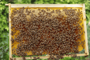 Capped Brood vs Capped Honey: A Beekeeper's Guide - Bee Keeper Facts ...
