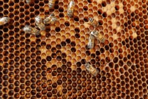 Capped Brood vs Capped Honey: A Beekeeper's Guide - Bee Keeper Facts - Beekeeping For Beginners ...