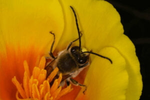 Mason Bees 101: Your Ultimate Guide to These Pollinators - Bee Keeper ...