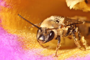 Squash Bees: A Complete Guide - Bee Keeper Facts - Beekeeping For ...